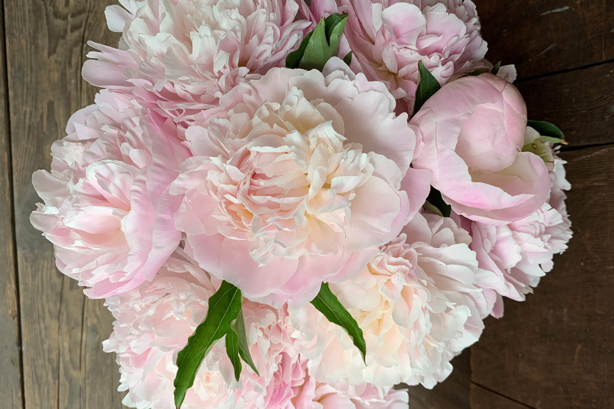 Blush Double – Styer's Peonies