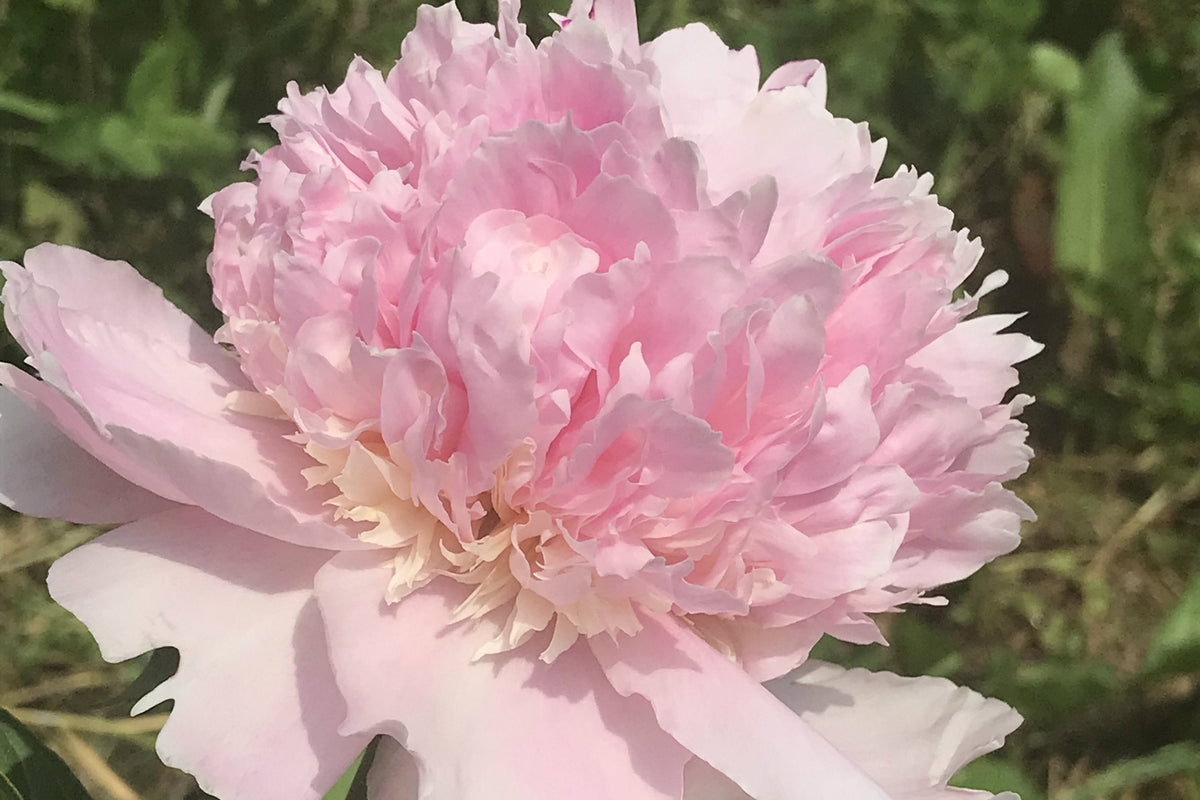Angel Cheeks – Styer's Peonies