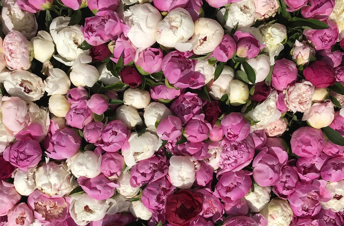 Peony Assortment – Styer's Peonies