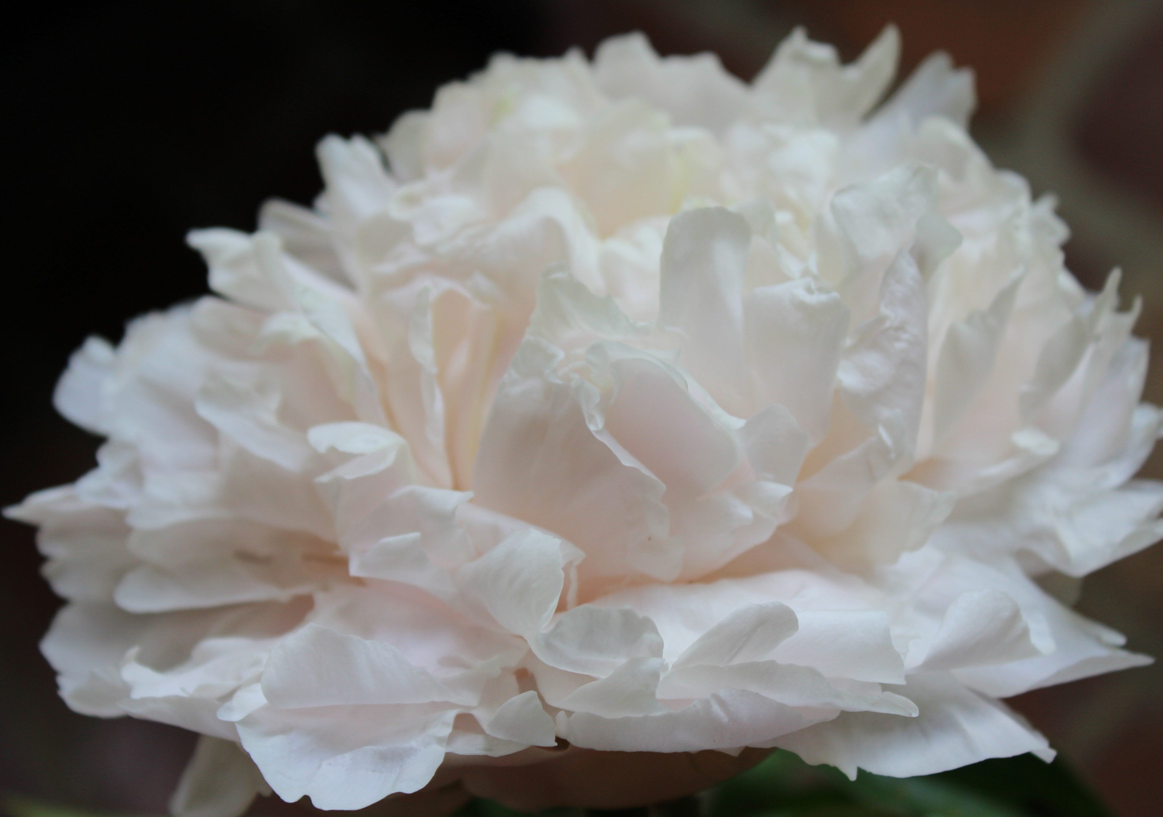 Styer's Peonies – Styer's Peonies