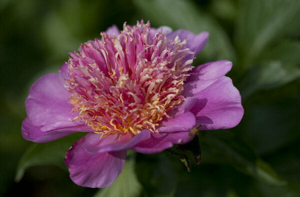 Heidi – Styer's Peonies