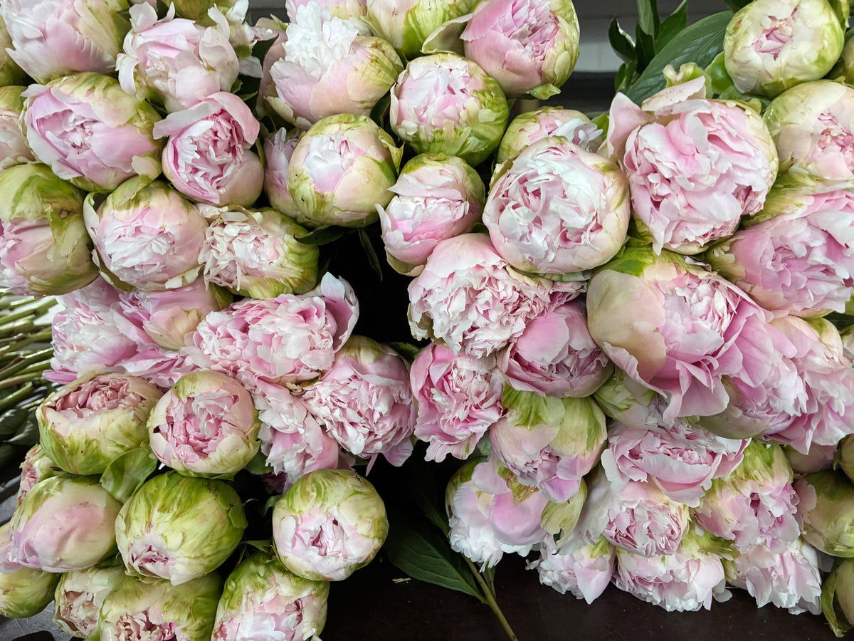 Cornelia Shaylor – Styer's Peonies
