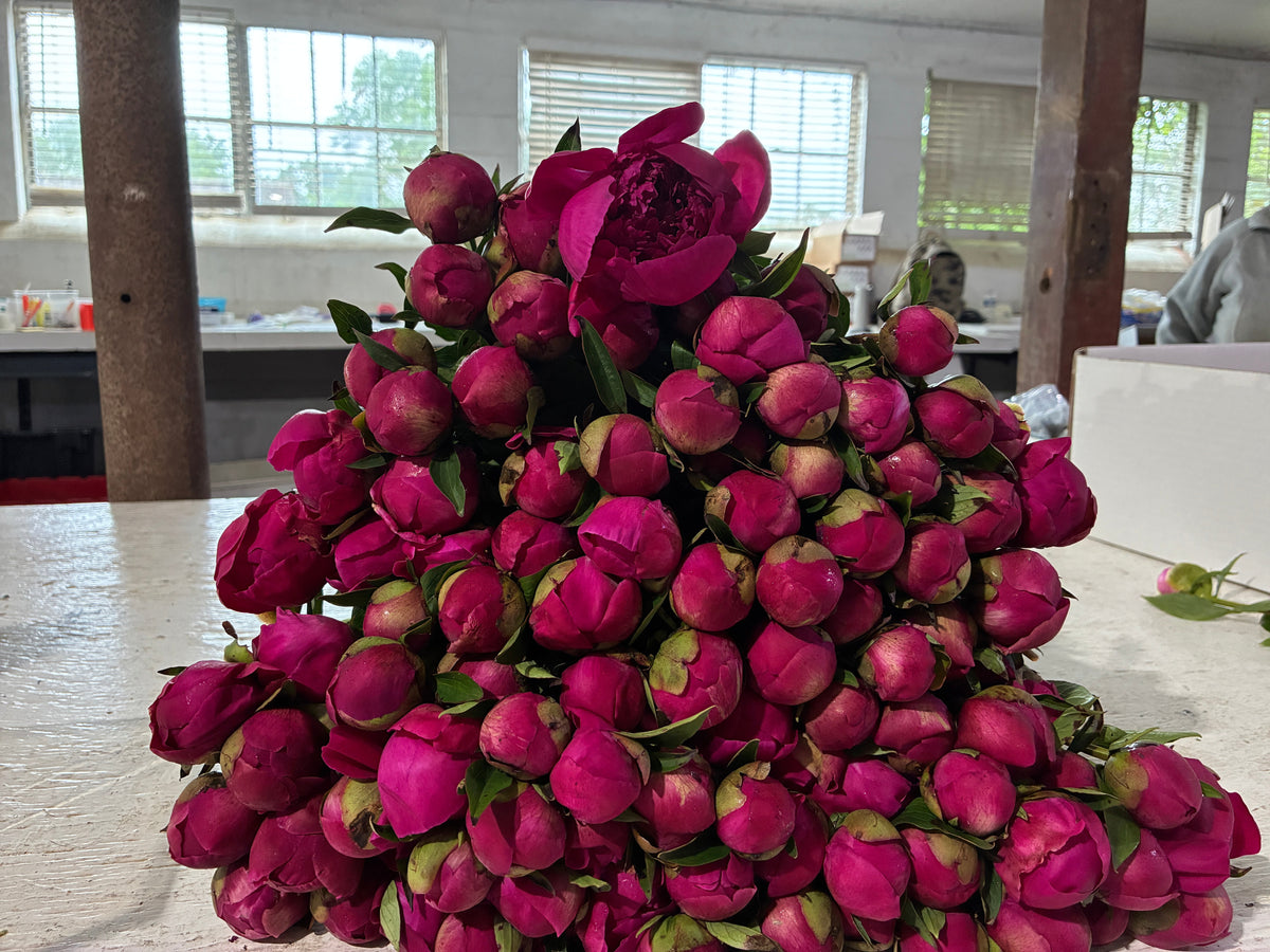 Detroit Double Red – Styer's Peonies