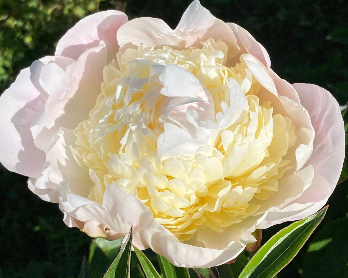 Phyllis Wyeth – Styer's Peonies