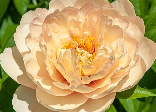 Callies Memory – Styer's Peonies